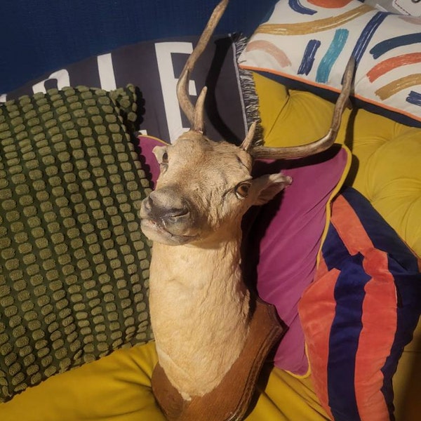 Pretty Taxidermy Conman Goldeneye Duck - Etsy