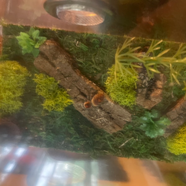 6.5x13 EXTRA LARGE LUXURY Adult Jumping Spider Enclosure, Decorated ...