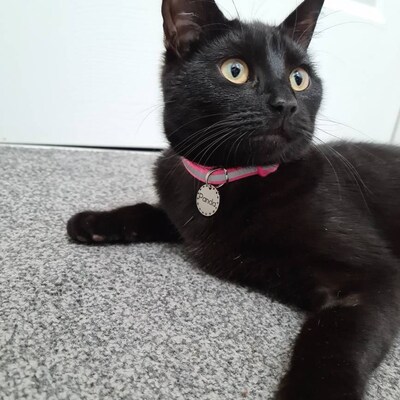 20 Mm Mini Double Side Engraved Pet Tag ID Name Flower Wreath Floral ...