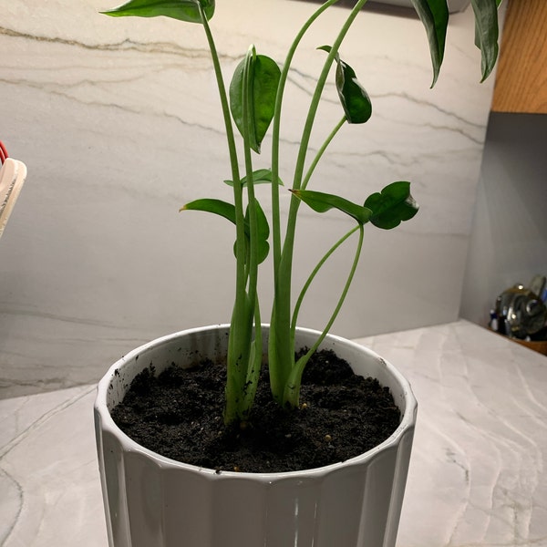 Alocasia “tiny Dancer” Starter Plant (ALL STARTER PLANTS Require You to ...