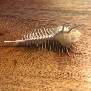 Cebu Beauty Snail Shells 1/23/4jewelry Seashell | Etsy