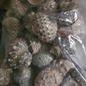 Nessastores Mexican Deep Sea Shell Beach Craft Scallop 2 1/2 3 20 PCS ...