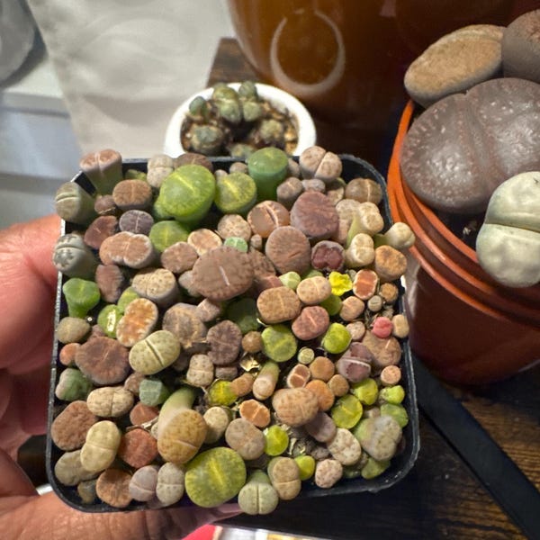 Baby Lithops Living Stones | 50-70 Pcs in 2” Pot | Rare Mix Succulents ...