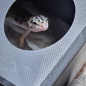 Leopard Gecko Hide, Moist Hide Lay Box, and Feeding Station - Etsy