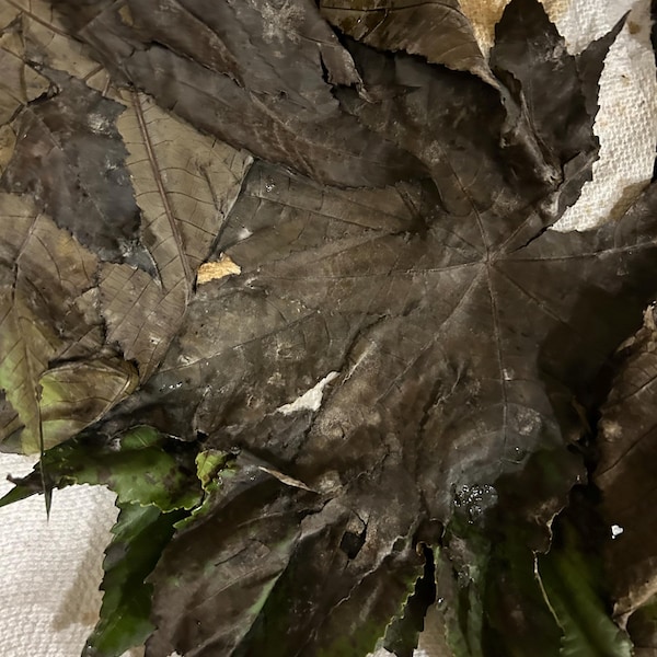 Fresh Almond Leaves ( Hojas De Almendro/ Fèy Zanmann) - All Natural - Etsy