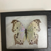 Anaea Ryphea One Real Butterfly Red Pink Peru - Etsy