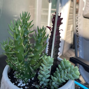 2, 4, 6 Pot of Eve's Pin Needle Cactus - Etsy