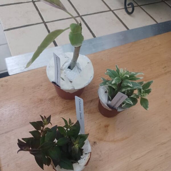 Solandra Guttata Variegated, the Golden Chalice Vine, Rooted Plant ...