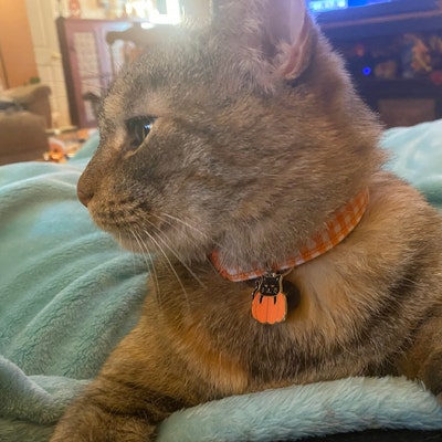 Cat Collar With Bell Cat Breakaway Collar Custom Made - Etsy