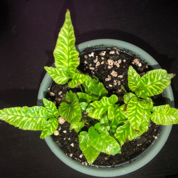 Golden Zebra Bamboo Fern Starter Plant **(ALL Plants Require You to ...