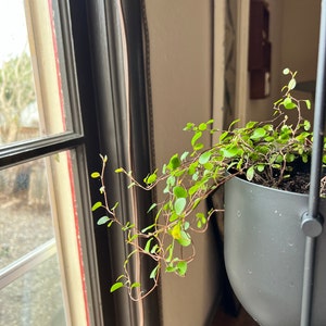 Angel Vine wire Vine Plant - Etsy