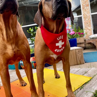 Ball-less & Flawless Dog Bandana, Funny Dog Bandana, Neuter Bandana ...