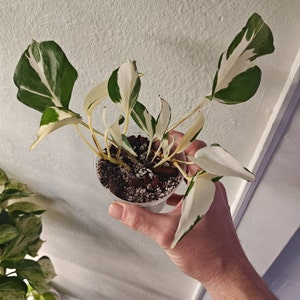 Epipremnum Aureum japanese Global Pothos Fully Rooted Extremely Rare ...