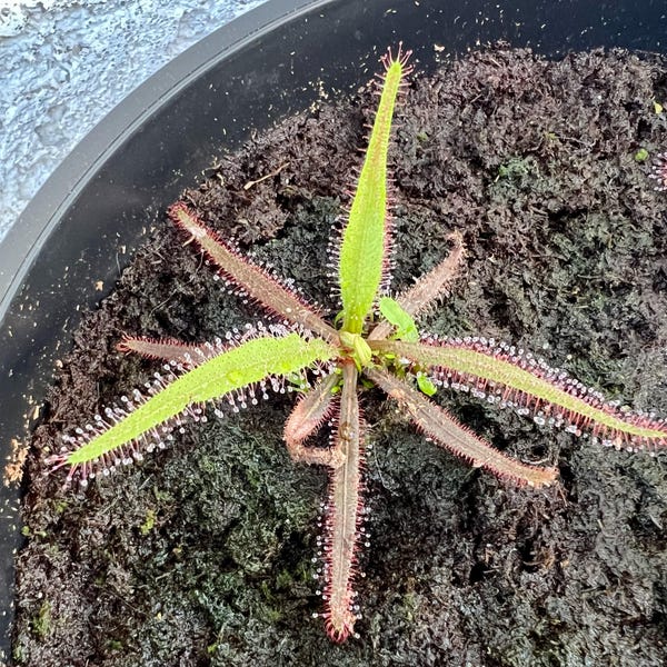 Carnivorous Plant Soil (pygmy Sundew Mix) - Etsy