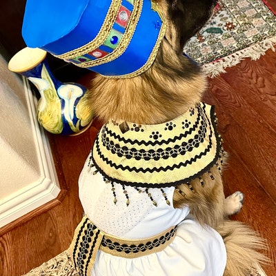 Dog Cleopatra Halloween Costume, Cleopatra Dog Costume, Puppy Cleopatra ...