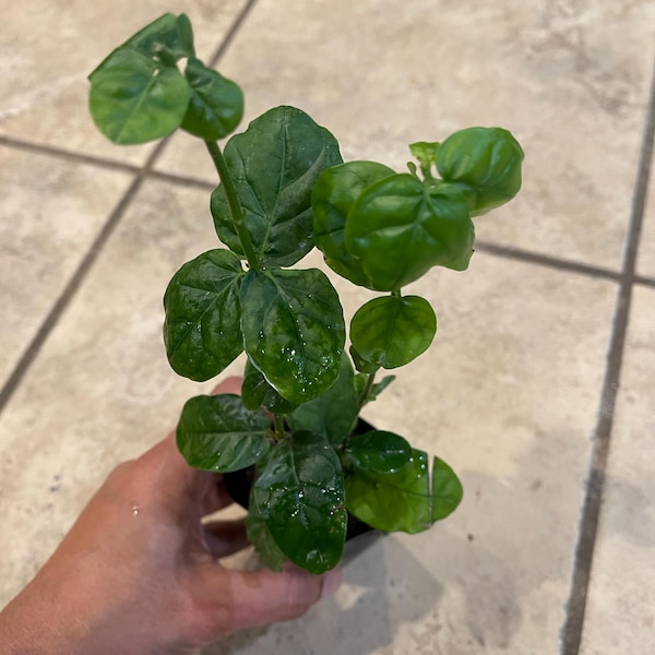 DANCING Rabbit~~aromi Deciduous Azalea Rhododendron~~well Rooted SMALL ...