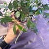 Set of 3, 12in U-shape Medium Trellis for Indoor House Plants, Hoyas ...