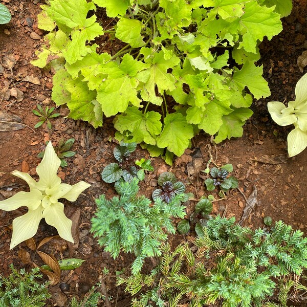 Hydrangea Quercifolia 'pee Wee' - Dwarf Oakleaf Hydrangea - 4" Pot Size ...