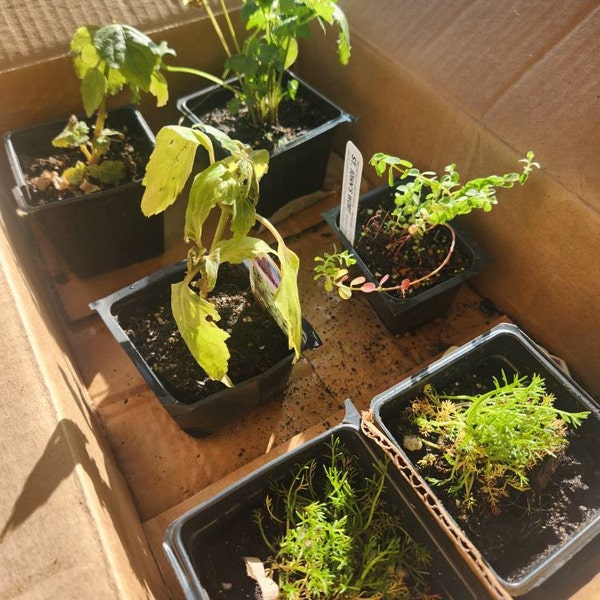 Pollinator Seed Kit, 3,000 Seeds, Perennial Wildflower Seeds, Colorful ...