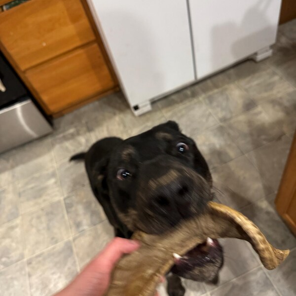 All-natural Water Buffalo Cheek Rolls for Dogs – Long Lasting Rawhide ...