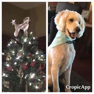 Poodle, Standard Poodle, Miniature, Dog Tree Topper, Decoration, Wreath ...