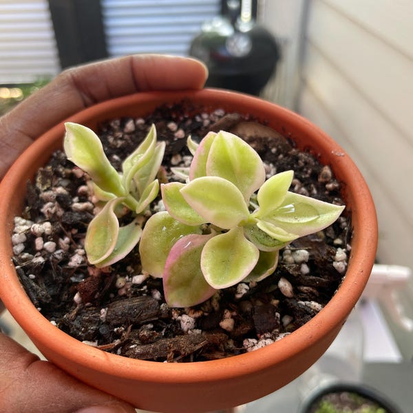 Variegated Baby Sun Rose, Ice Plant, Pink Succulent, Rare Plant in 2 ...