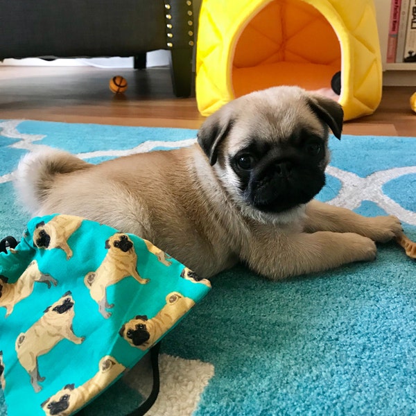 Pug Dog Treat Pouch on Teal - Etsy