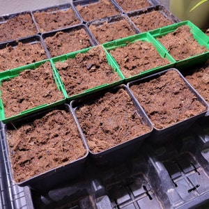 Water Primrose Texas Wildflower Seeds, Ludwigia Octovalvis. Sphinx Moth ...