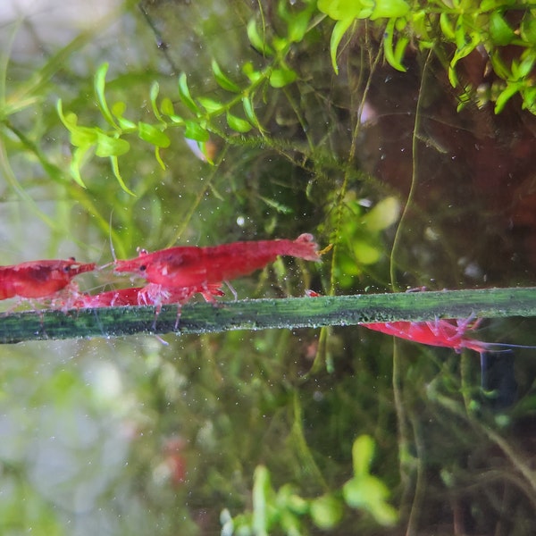 Snow Flakes Shrimpfood / Red Cherry/ Handmade/ Very Good Quality/ Food ...