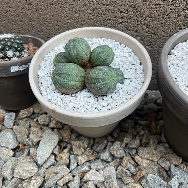 Rare Euphorbia, Euphorbia Obesa Small Cluster, Live Plant - Etsy