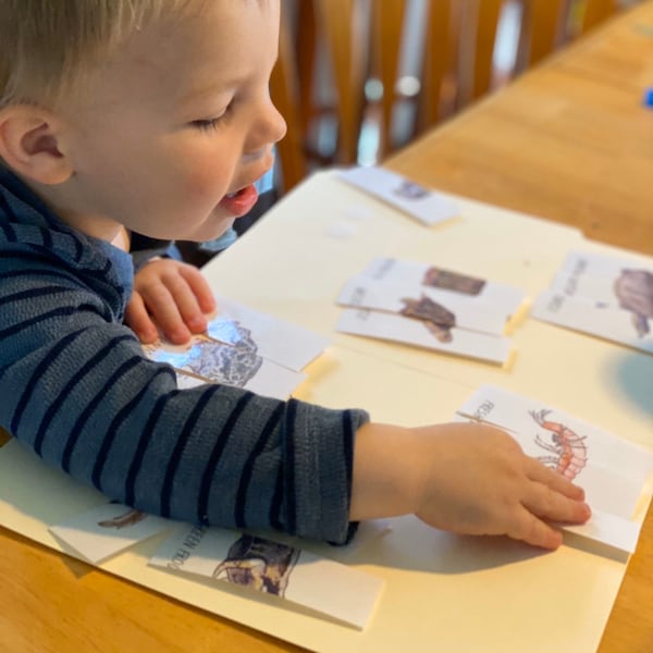 The POND - Homeschool Printable Nature Study Charlotte Mason Frog ...