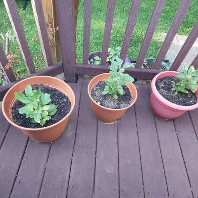 Pokeweed phytolacca Americana Seeds - Etsy