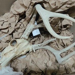 Cow Skull With Jaw Craft Grade - Etsy