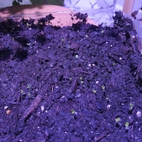 Garlic Chive Broad Leaved Nira, 100 Seeds, Chinese Leek Japanese ...
