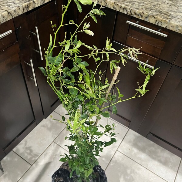 Yellow Rose (rosa Banksiae ‘lutea’) Climbing Rose Ship in 6" Pot - Etsy