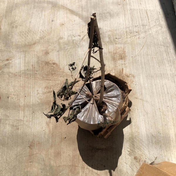 Star Apple Purple - Caimito - Milk Fruit. Grafted Tree - 3-4 Feet Tall ...