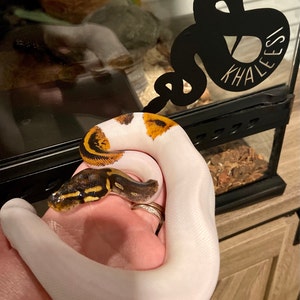 Customizable Name Ball Python Snake Vinyl Decal READ - Etsy