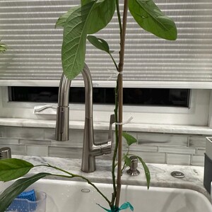 Ana Apple Low Chill 3 to 4 Feet Tall Ship in 3gal Pot - Etsy