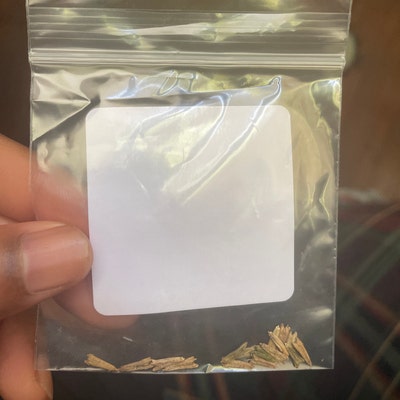 Espanta Muerto Seeds False Daisy Eclipta Prostata Eclipta Alba ...