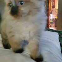 Fairies Warning Sign~beyond Here There Be Fairies Canvas~renaissance ...