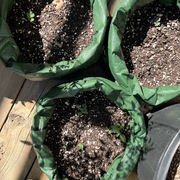 Wolf Bean, Lupine, Lupini Bean Packet; Flower & Vegetable - Etsy