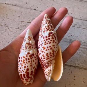 Kitten Paw Halves Florida Seashell Handpicked on Marco Island or ...