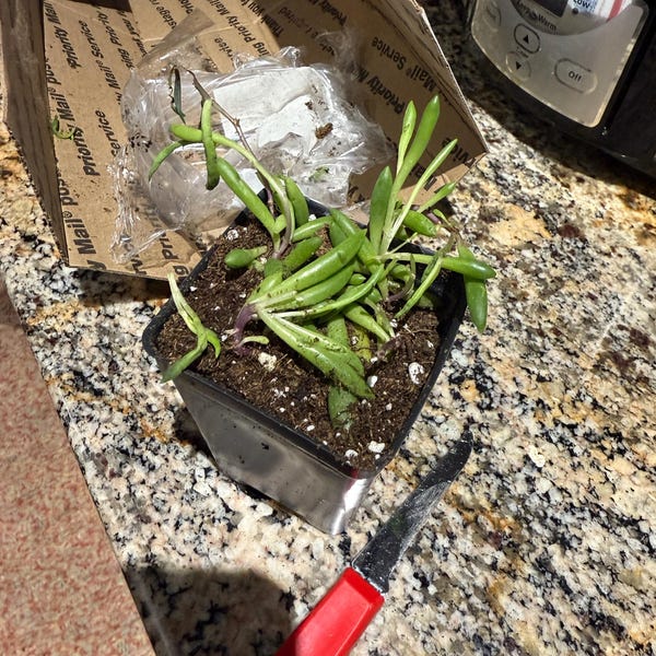 RARE Rainbow Canna Lily Durban Orange Flower Dark Stems Bulbs Dark ...