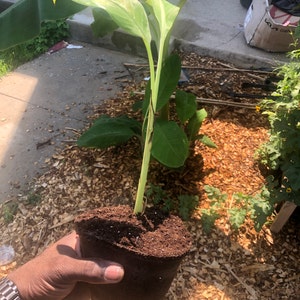 Auntie Lilli's™ South Sea Salad Bele Tree Abelmoschus - Etsy