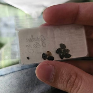 Cucamelon Seeds Heirloom, Open Pollinated, Non GMO Grow Indoors ...