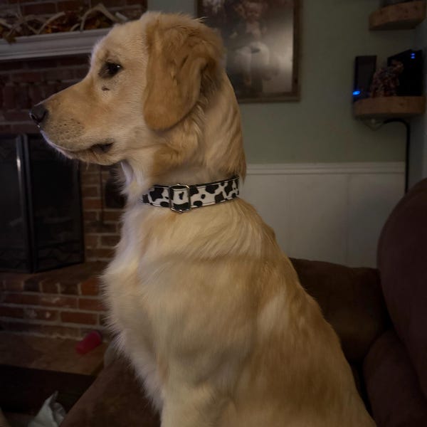 Personalized Lavender Corduroy Harness Collar Leash Bow Tie Bag Set ...