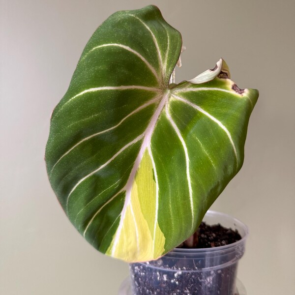 Anthurium Zara X Michelle Doc Block Hybrid - Etsy
