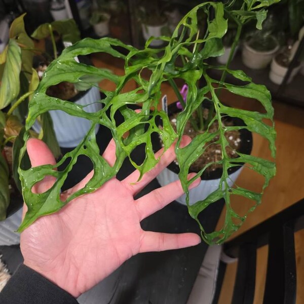 Scindapsus Mayari Variegated Plant - Growers Choice - Etsy