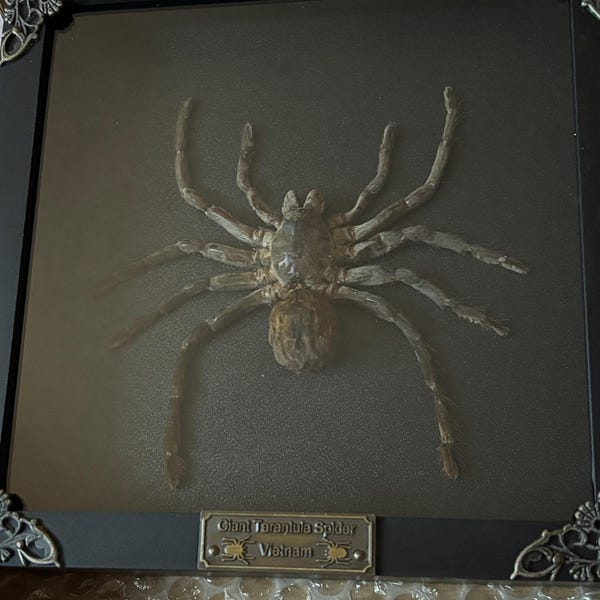 Real Framed Spider Tarantula Bird Eating Insect Shadow Box Taxidermy ...