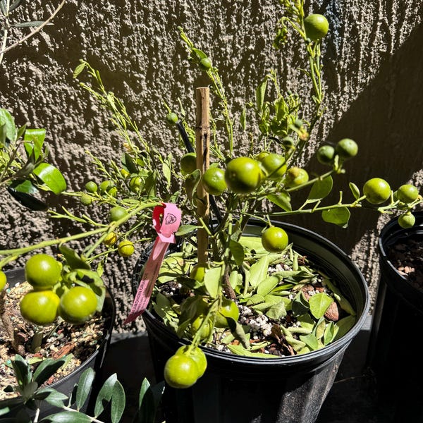 Butterfly Ginger (dolon Chapa) Flower Plant - Etsy
